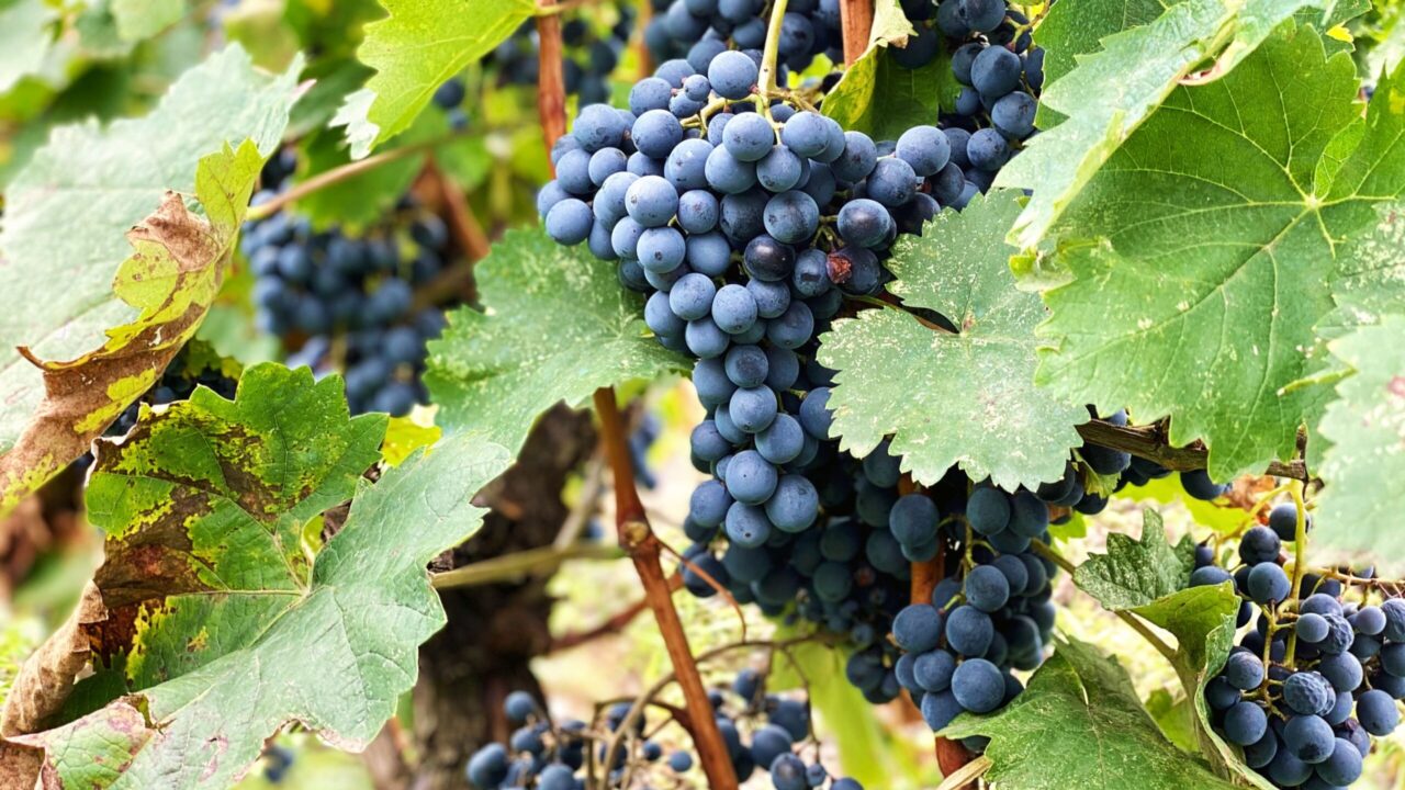 Georgia wine country: Why is Georgia considered to be a wine country ...